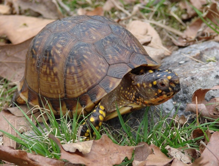 Not Dark Yet: The Power of Music and a Suspectedly Irish Tortoise