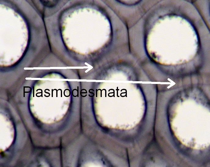 Bio Geo Nerd: Plant Cell Wall Lab