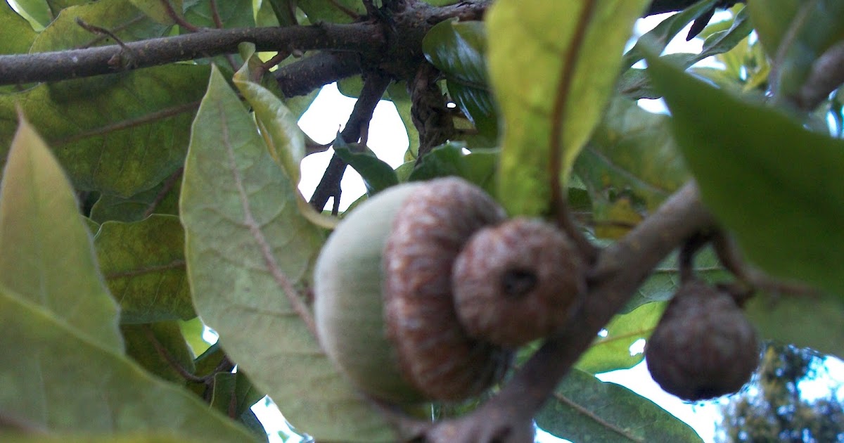 Backtoeden: Galería: Las semillas de los árboles