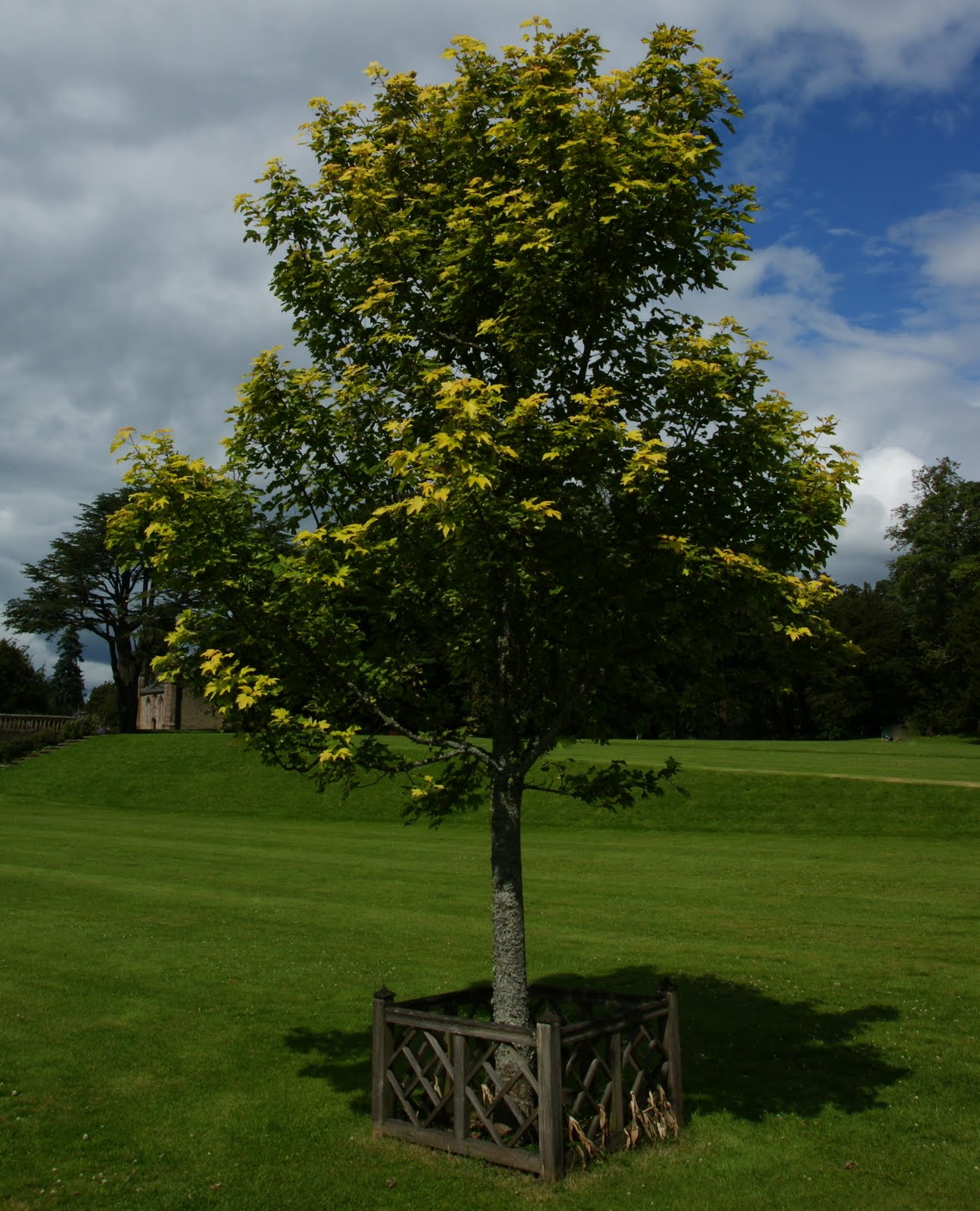 Tour Scotland: Tour Scotland Photographs Trees Scone Palace Perthshire ...