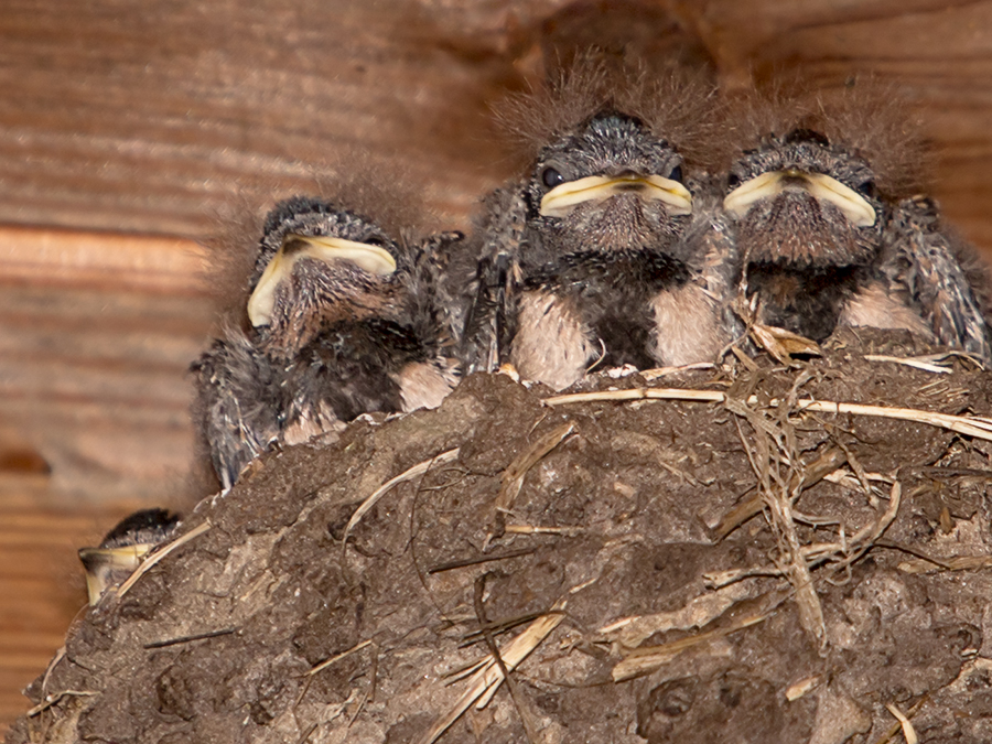 De Blog van Mark van Willigen: augustus 2014