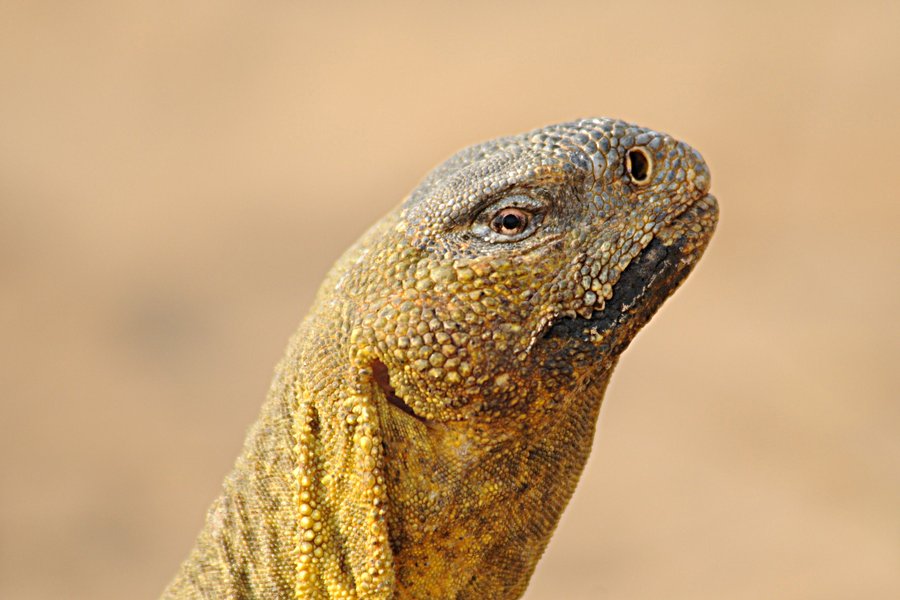 Birds of Saudi Arabia: Arabian Spiny-tailed Lizard - Sabkhat Al Fasl