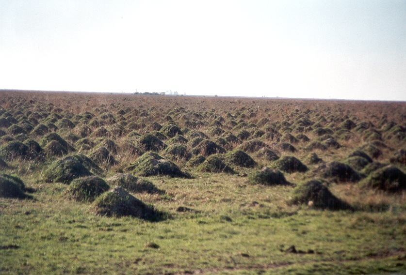 Cultura Guaraní: Los tacurúes Takuru, plural: takurukuera.