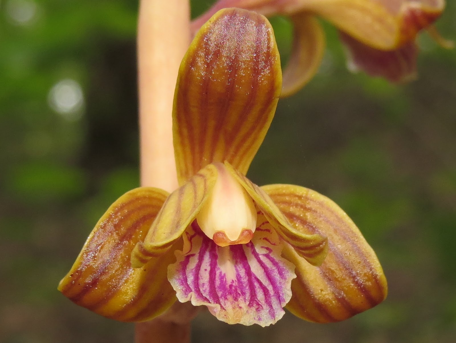 Blue Jay Barrens: New Location for a Rare Plant