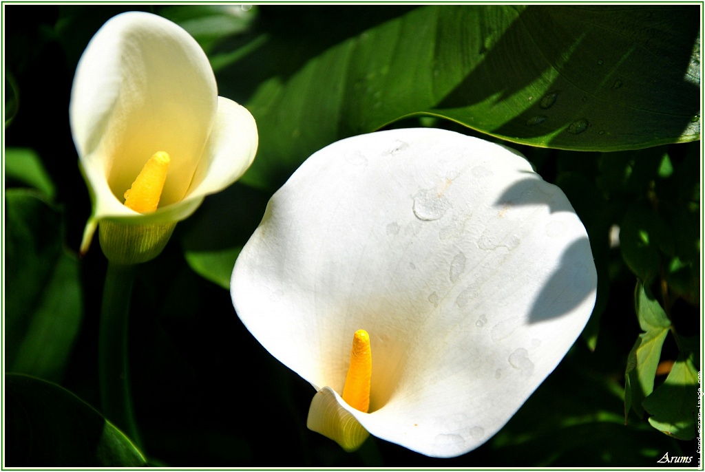 arumflower: Arum, calla: une floraison de toute beauté