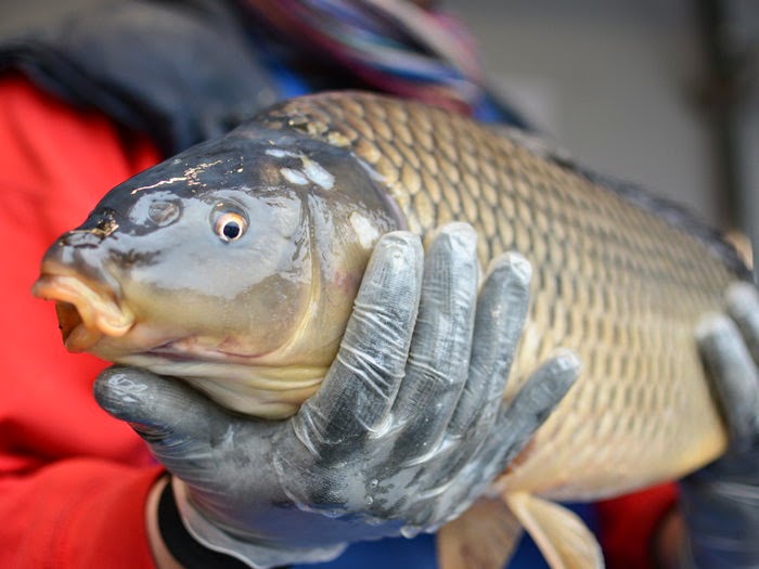 Partial Ellipsis of the Sun: A Blog for Scientists who like Words and ...