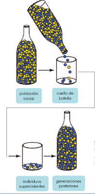 Deriva génica | Tu Tarea Gratis