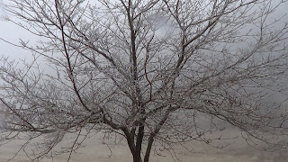 WATERFALL ROAD: HILLBILLY BARNYARD WINTER