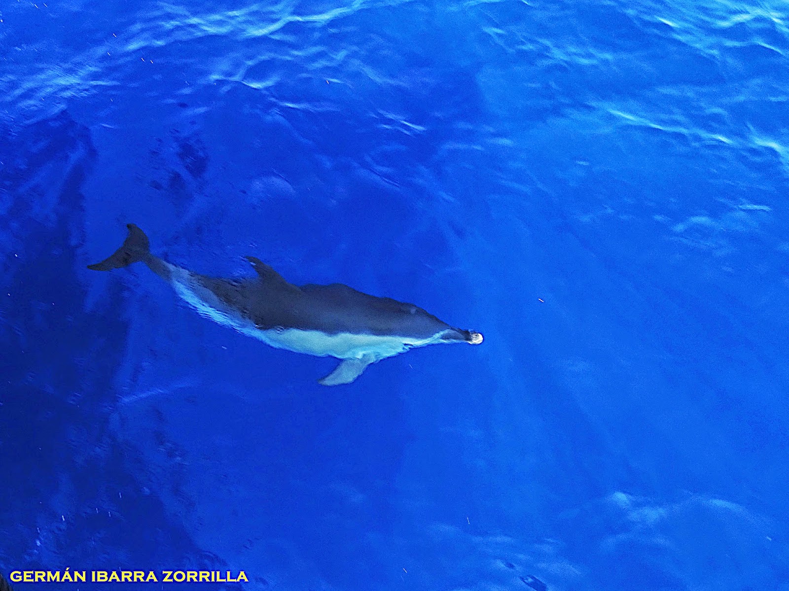 FAUNA COMPACTA el blog de Germán Ibarra Zorrilla: Delfín común ...