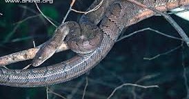 Laberinto en extinción: Boa de la isla Mona (Chilabothrus monensis)