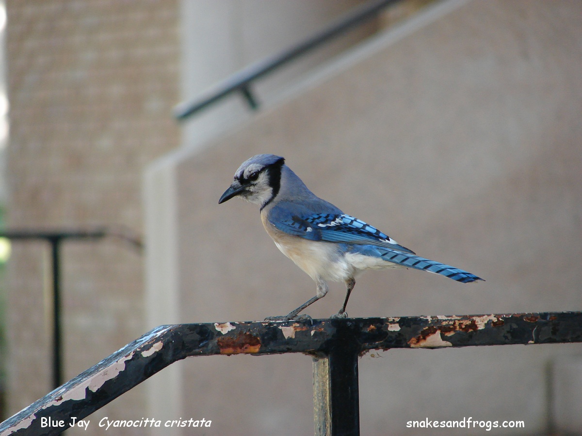 Wild life: Blue jay birds wallpaper | wild birds