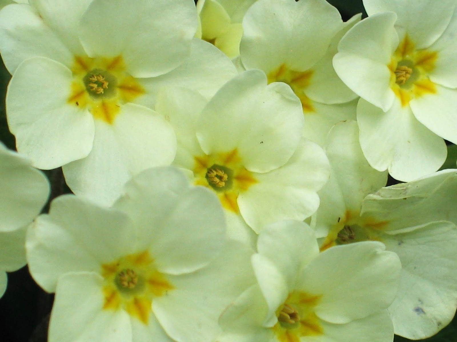 The Ednovean Diaries