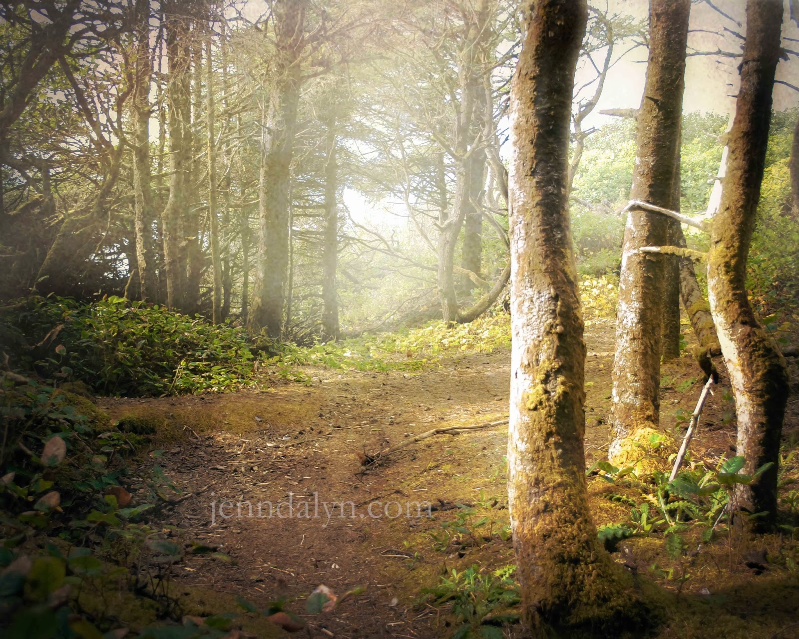 Create More Light: Oregon's Hobbit Trail: A Real Enchanted Forest.