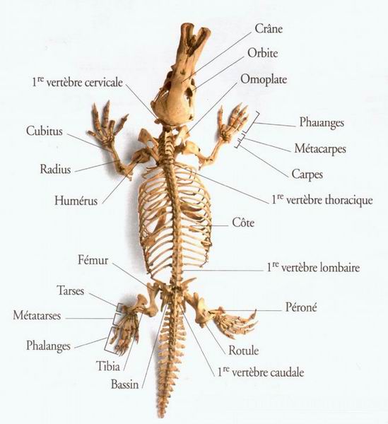 Biologie de la taupe: Le squelette de la taupe