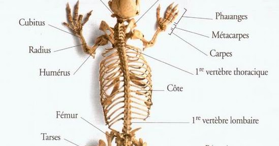 Biologie de la taupe: Le squelette de la taupe