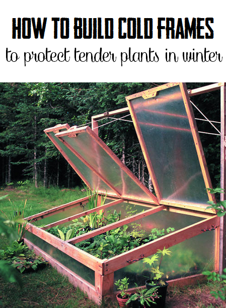 How to build cold frames to protect tender plants in winter #DIY ...
