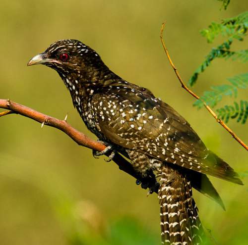 Asian (western) koel images | Birds of India | Bird World