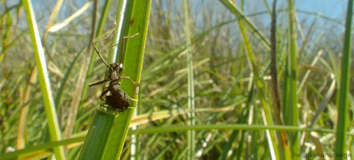 REPLICA AL SILENCIO: 034 Gifs Insectos & Aracnidos