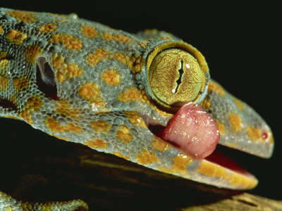 Tokay gecko Or Tuko: Buying Tokay Gecko