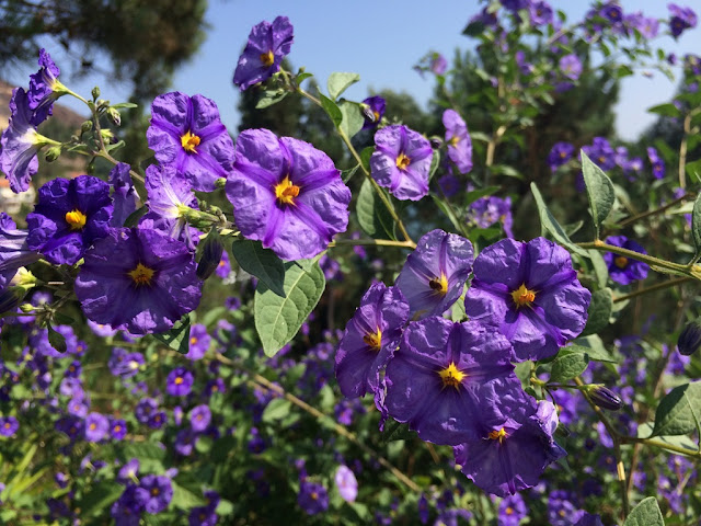 Divagar entre FLORES - ANIMAIS - NATUREZA: Árvore-batata-azul ...