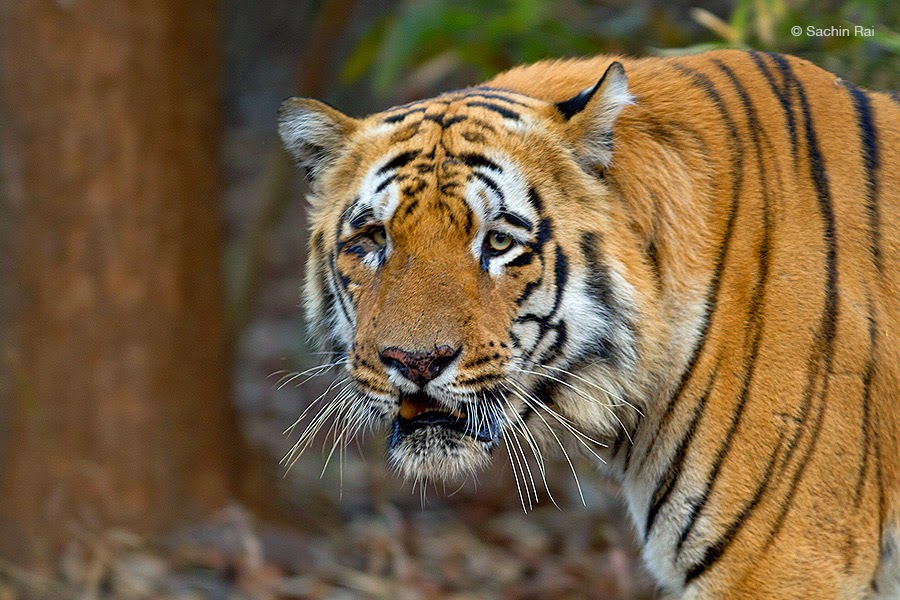 Tigres - Grandes Felinos Selvagens: Tigre - Grande Felino