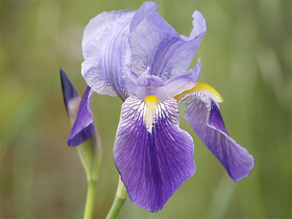 Fiori Piante e Giardini del Mondo: IRIS: FIORE DI PRIMAVERA