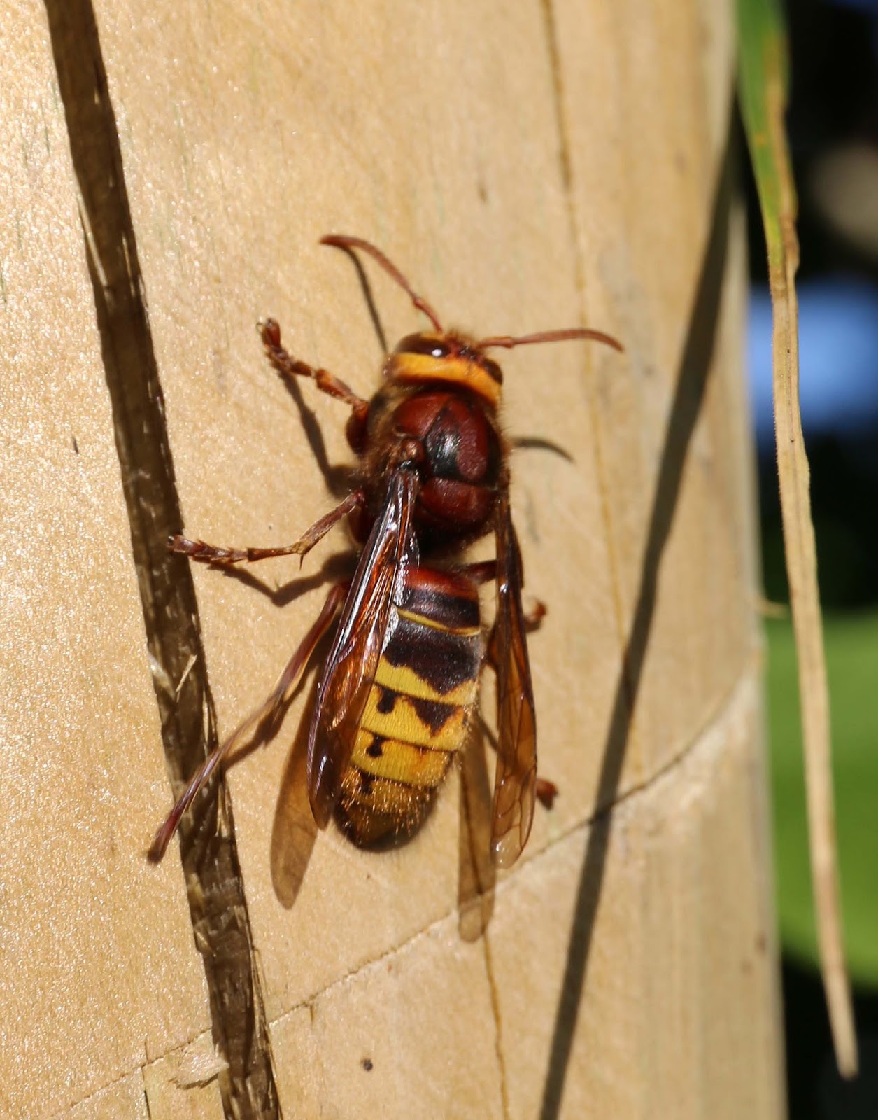 Nature in the Heart of England: Otmoor: Hornets and White-fronts
