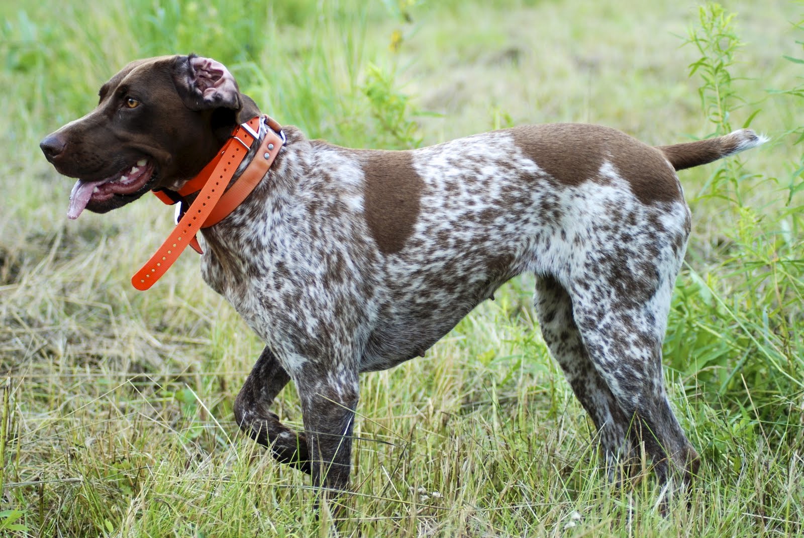 Adventures of a GSP Hunting Dog: Preparing for the NAVHDA Utility Test ...