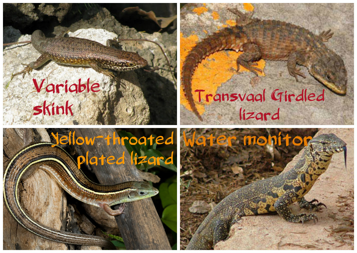 BEAUTY OF NATURE: Order Squamata. L'ordre des Squamates