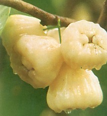 Jenis-jenis Jambu, Khasiat dan Cara Pemanfaatanya