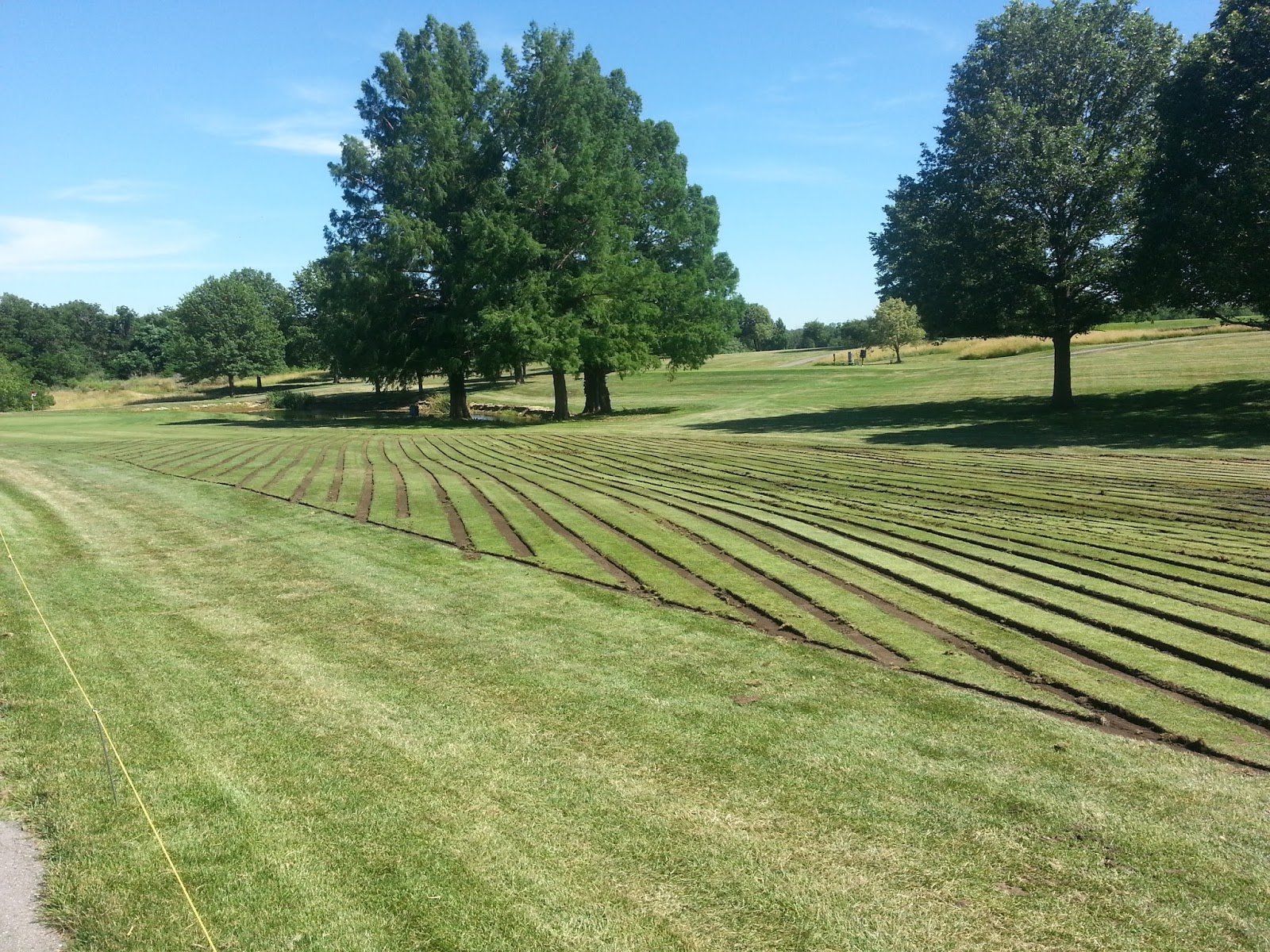 Minor Park Golf Course Maintenance: Zoysia Conversion on 13 fairway