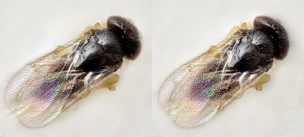 ムシをデザインしたのはダレ？: ツヤコバチ科 Aphelinus ( ?albipodus ) sp. ♂