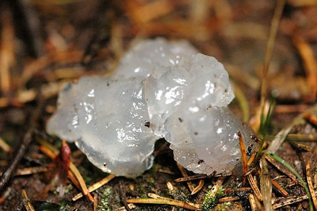 Skeptophilia: Invasion of the star jelly