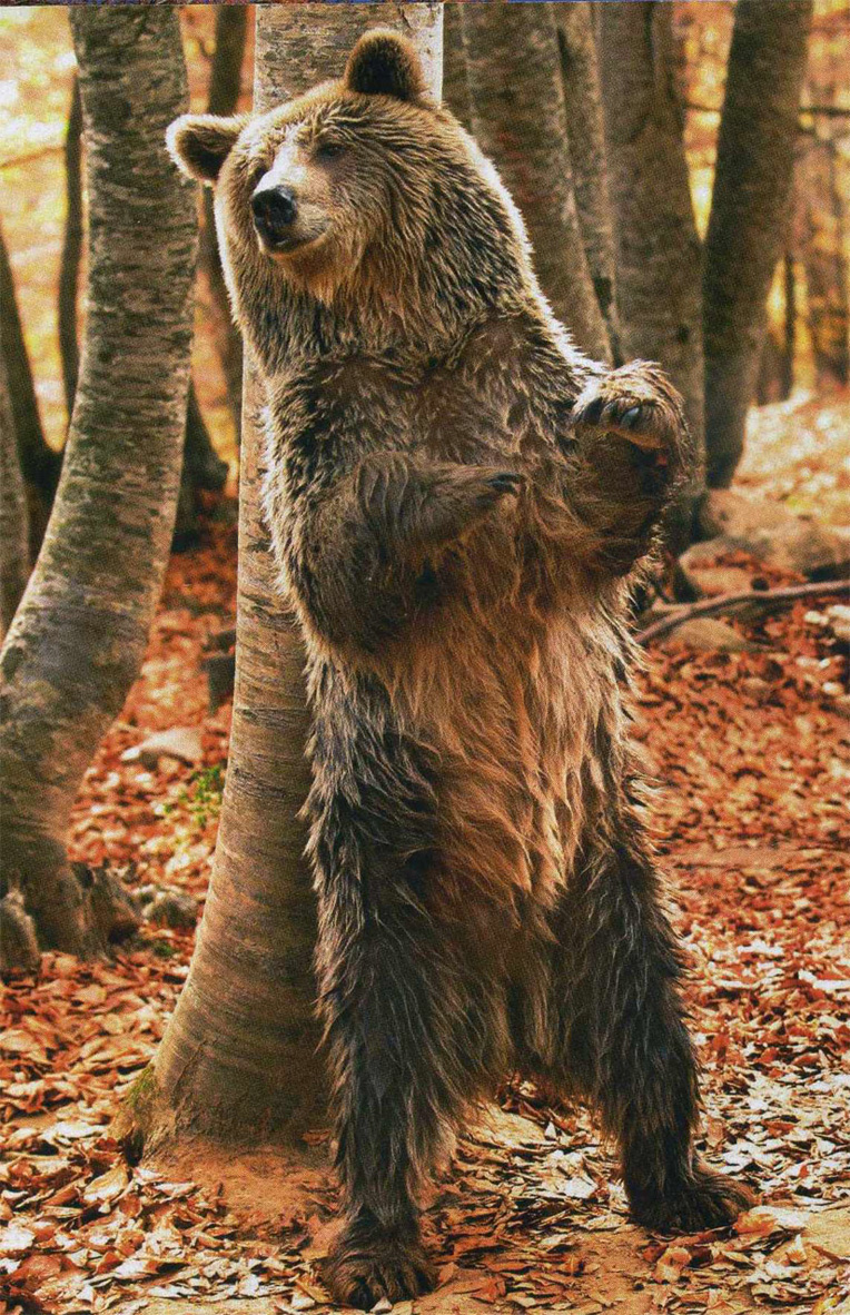 O Livro da Natureza: Ursos