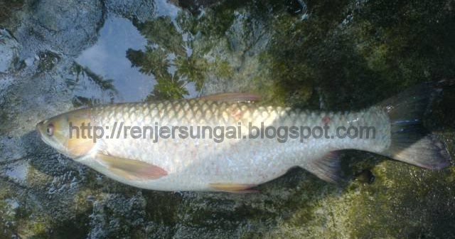 JENIS IKAN DI MALYSIA: IKAN TONG SAN SISIK KASAR 38