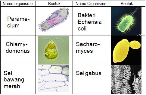 Every Single Moment: PROTISTA