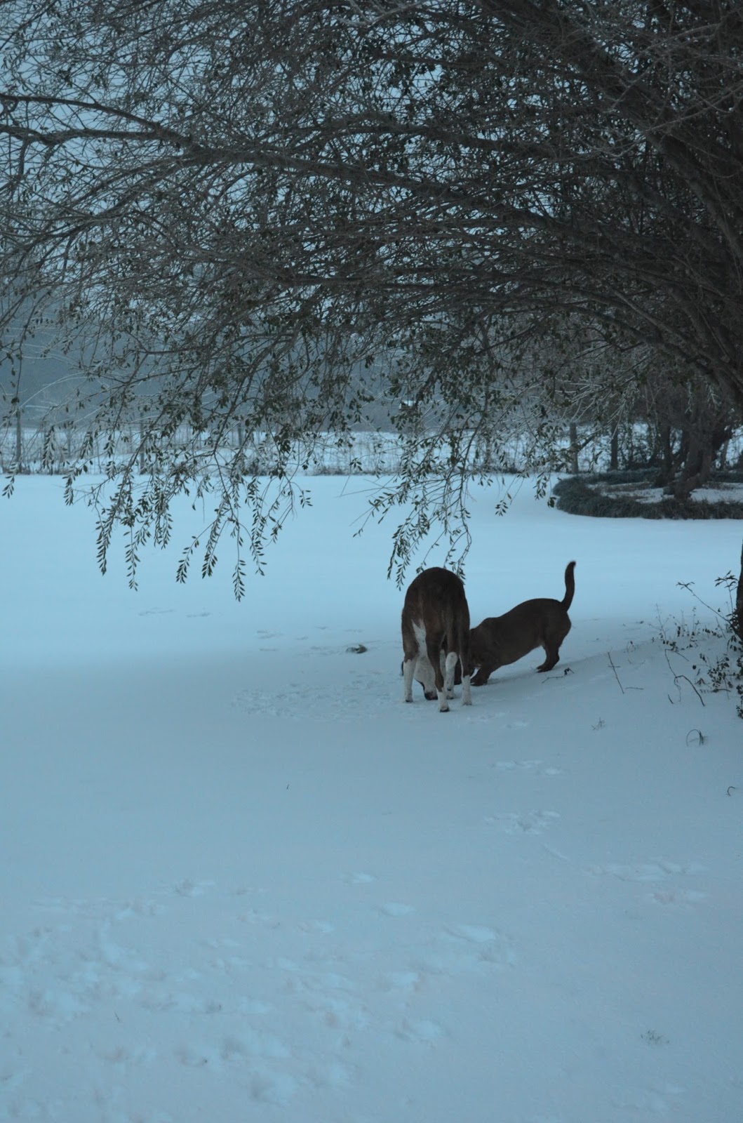 Baseball-Diamonds & Hairspray: Snowpocalypse Feb 2014