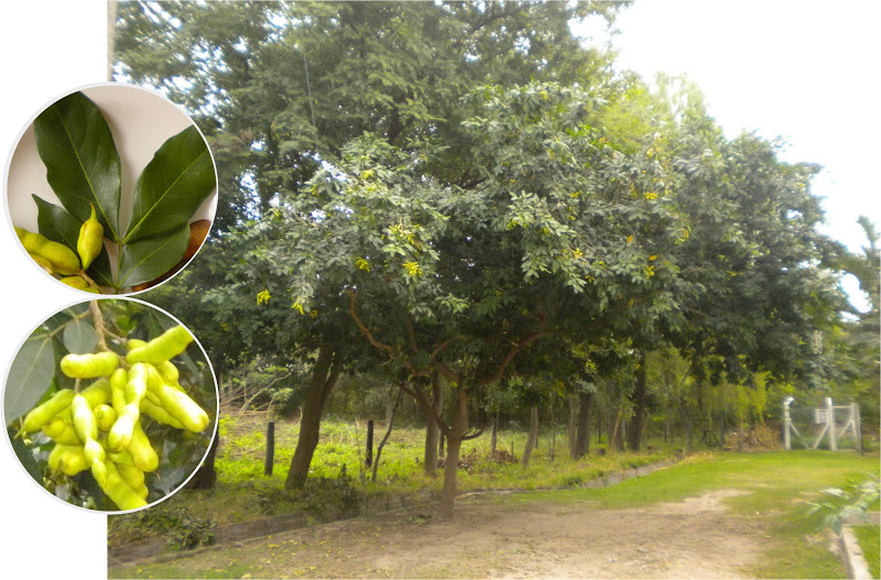 v e r d e c h a c o: Ingá