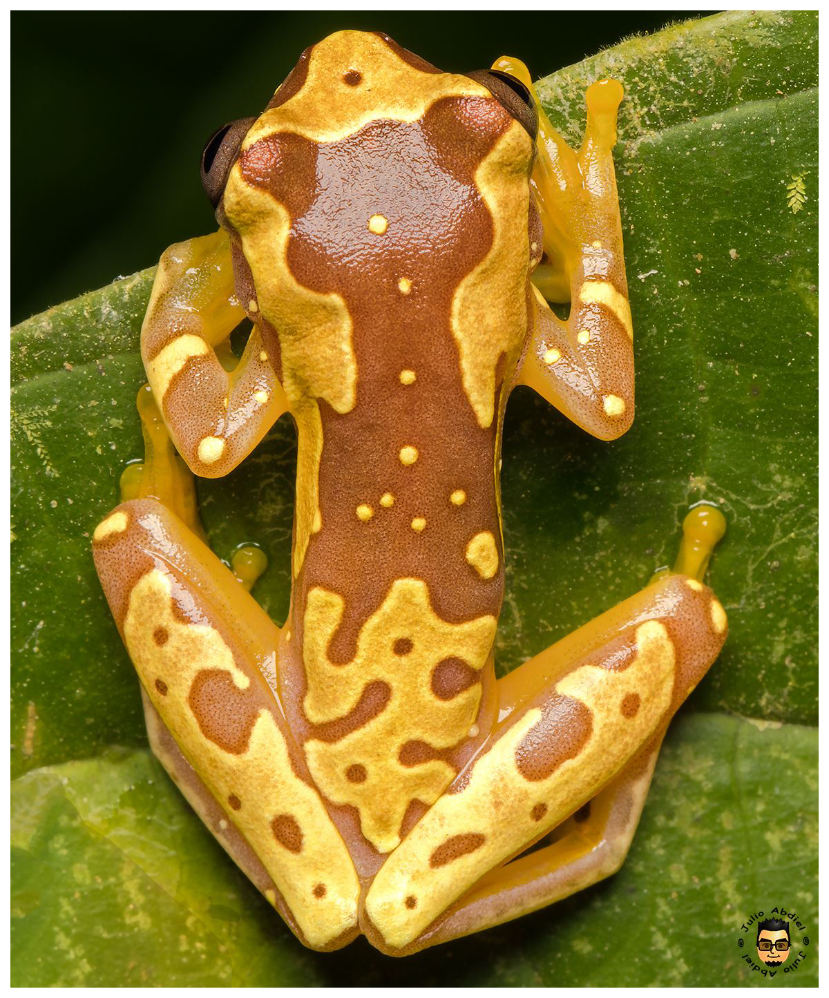 Nocturnal Macro-Adventure - Featured species: Hourglass Treefrog ...