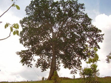 CANDOMBLÉ É PARA TODOS!: IROKO