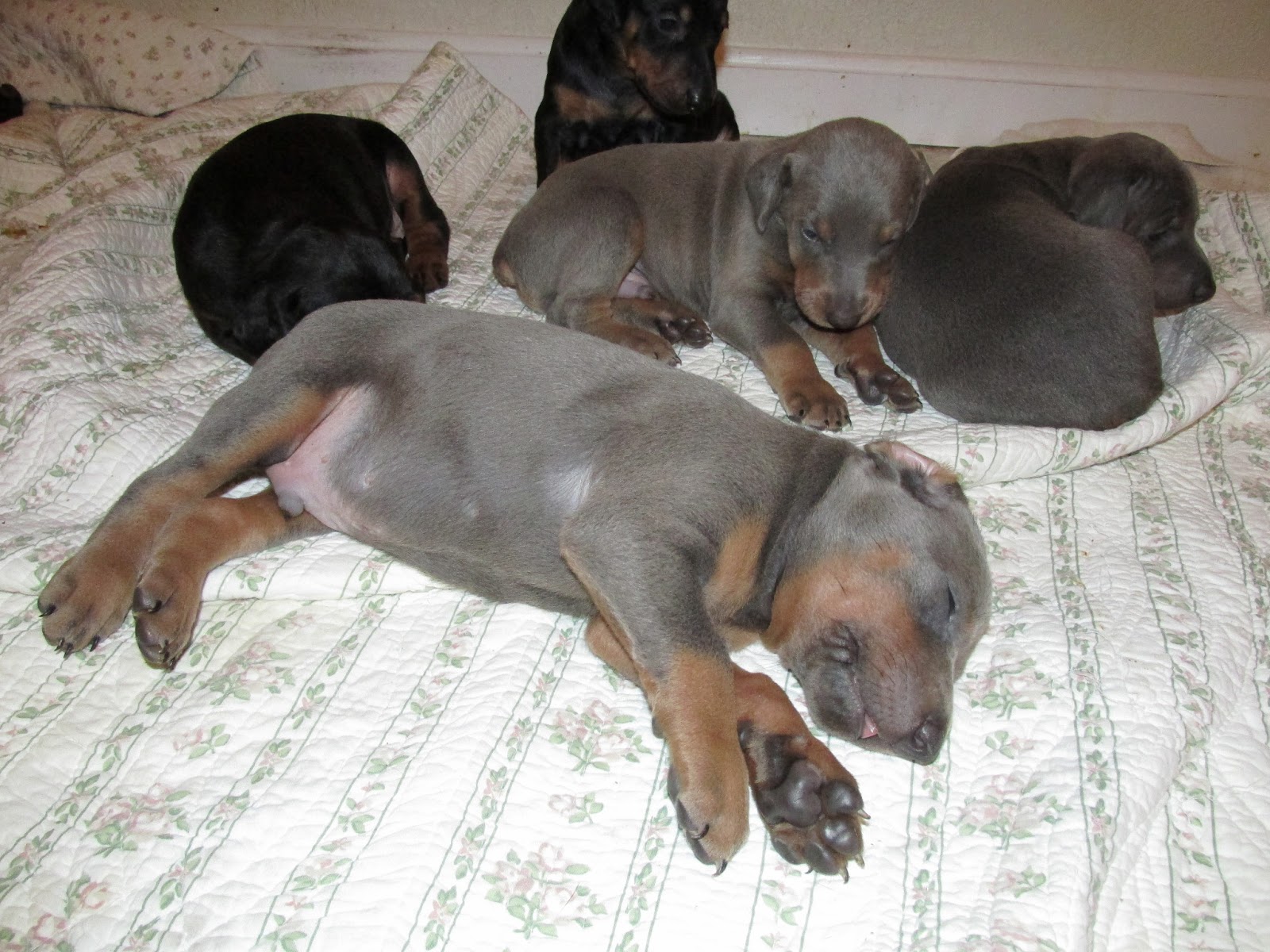 Abby's AKC Doberman Puppies: Two Blue Males - Sold