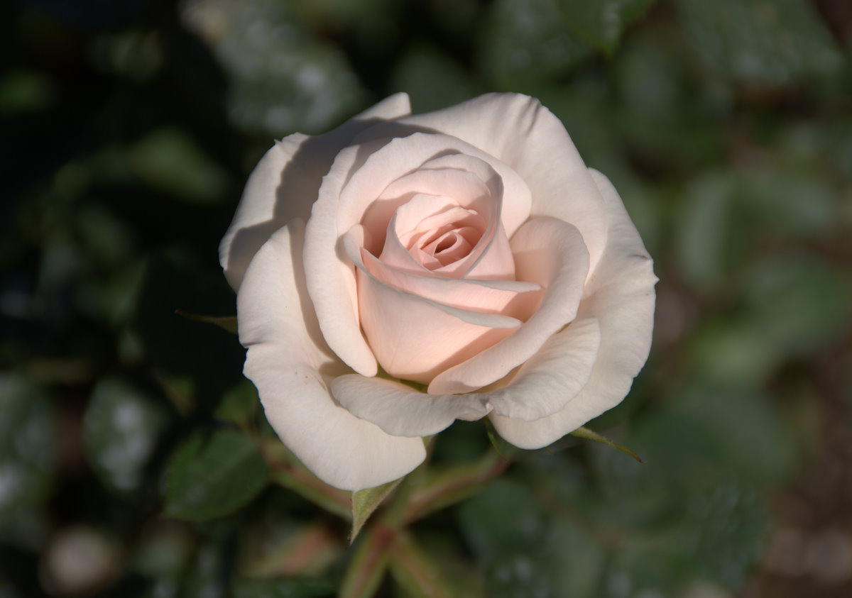 Organic Garden Dreams: February Roses
