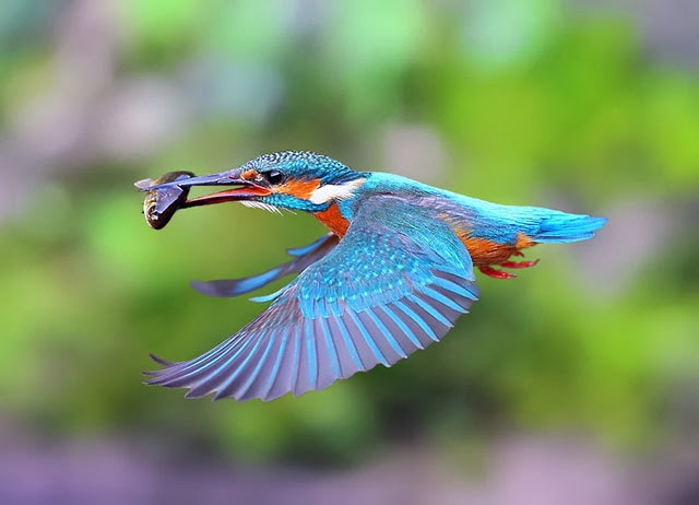 Charisma of Nature; The Most Amazing Animals As You Never See Before ...