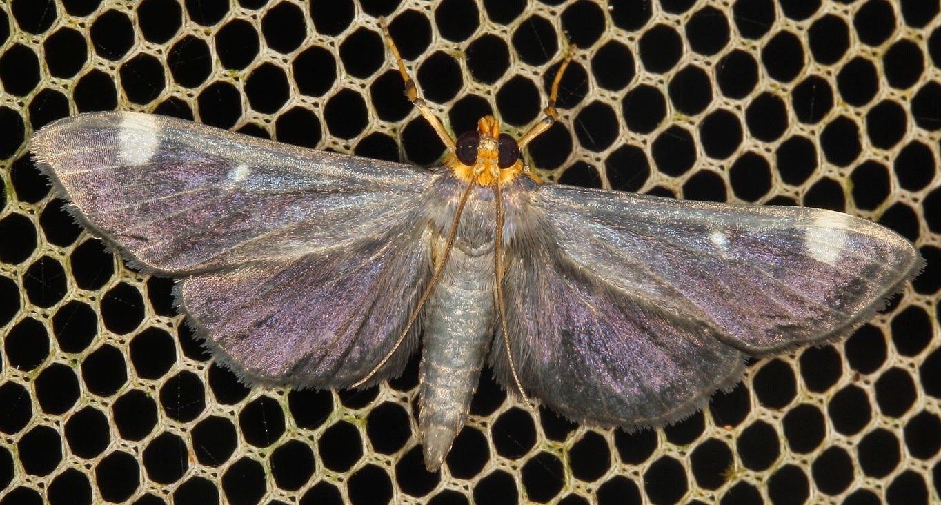 BunyipCo: Spring Moths