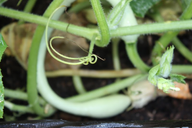 Trombetta di Albenga Squash is Curcurbita moschata Duch