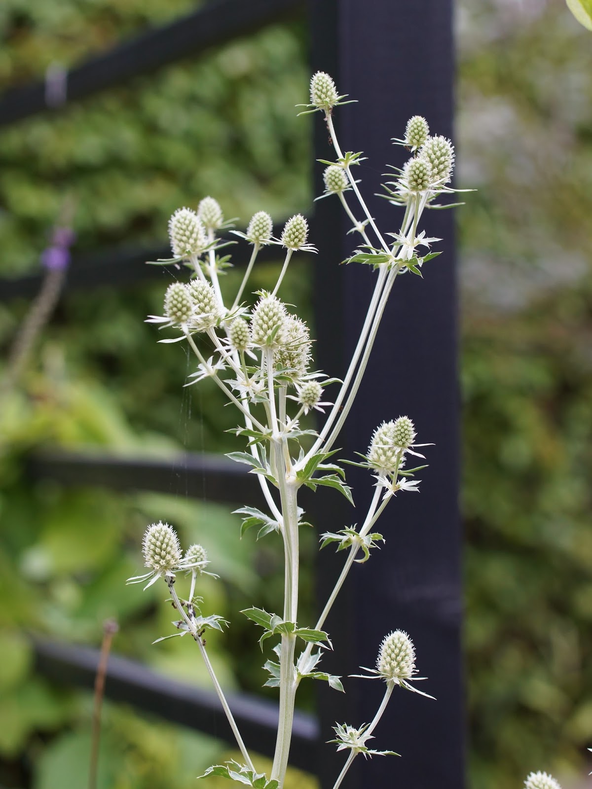 Fra frø til blomst: Nye hvide stauder