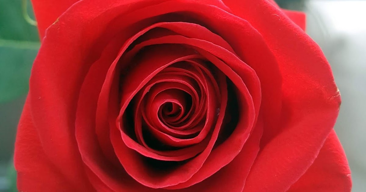 Imagem da rosa vermelha perfeita... - Jeito de Casa - Blog de Decoração ...