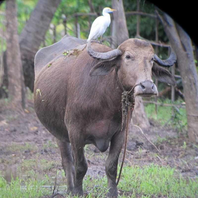Trinidad and Tobago - December 2013