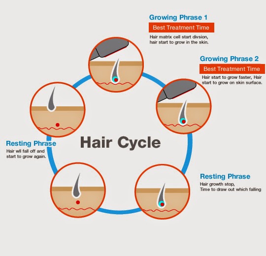 What is the normal cycle of hair growth and loss? - hair loss doctor