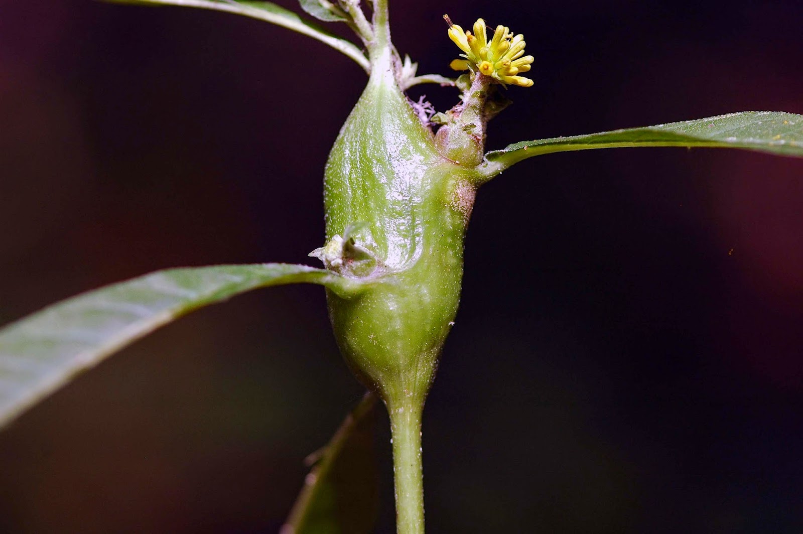 Field Biology in Southeastern Ohio: Plant Galls part 2